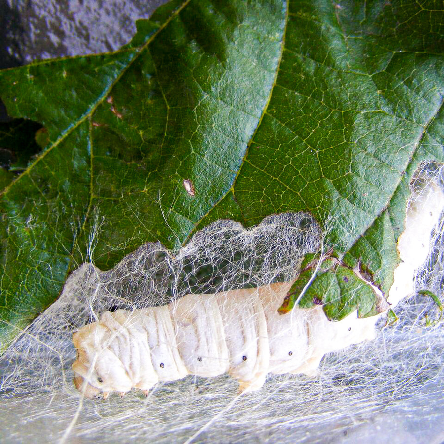 Seresilk | The Seresilk Story